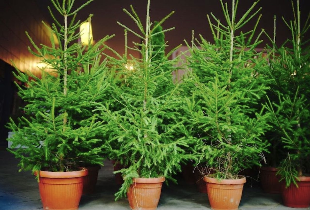How to Have a Live Tree for the Holidays – Down To Earth Fertilizer